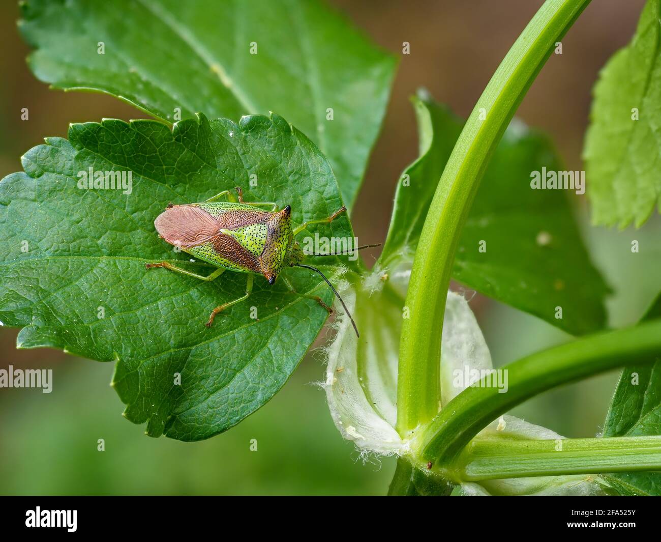 Closeup of Acanthosoma haemorrhoidale aka Hawthorn shieldbug. Devon, UK ...