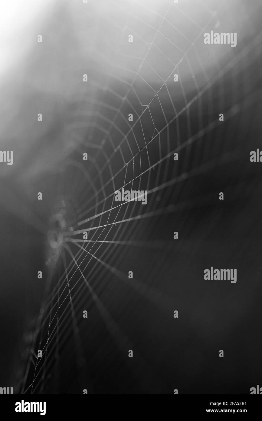 Spider web design Black and White Stock Photos & Images - Alamy