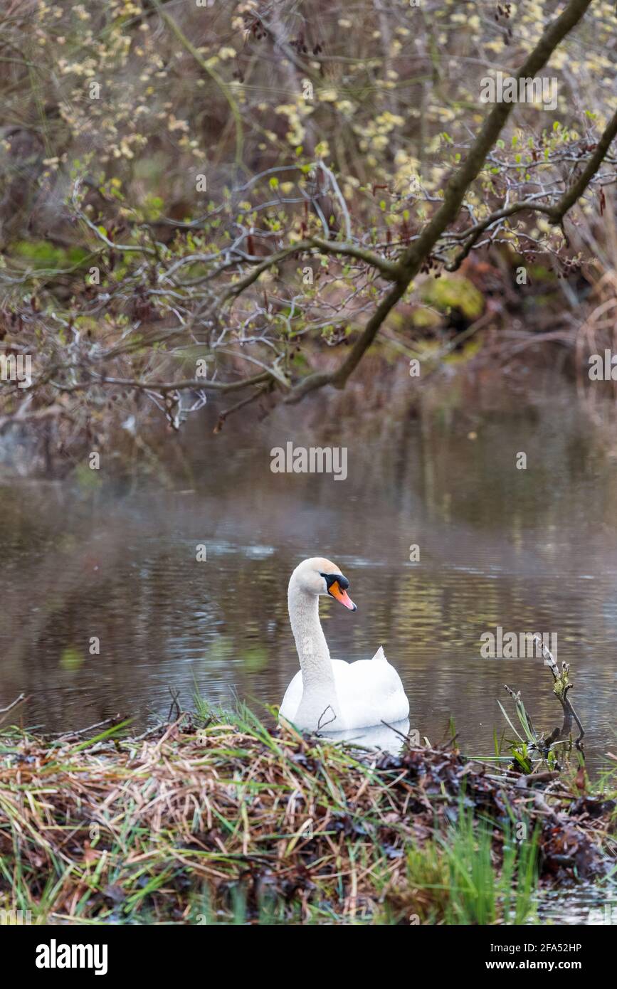 swan swims on the pond to its nest Stock Photo - Alamy