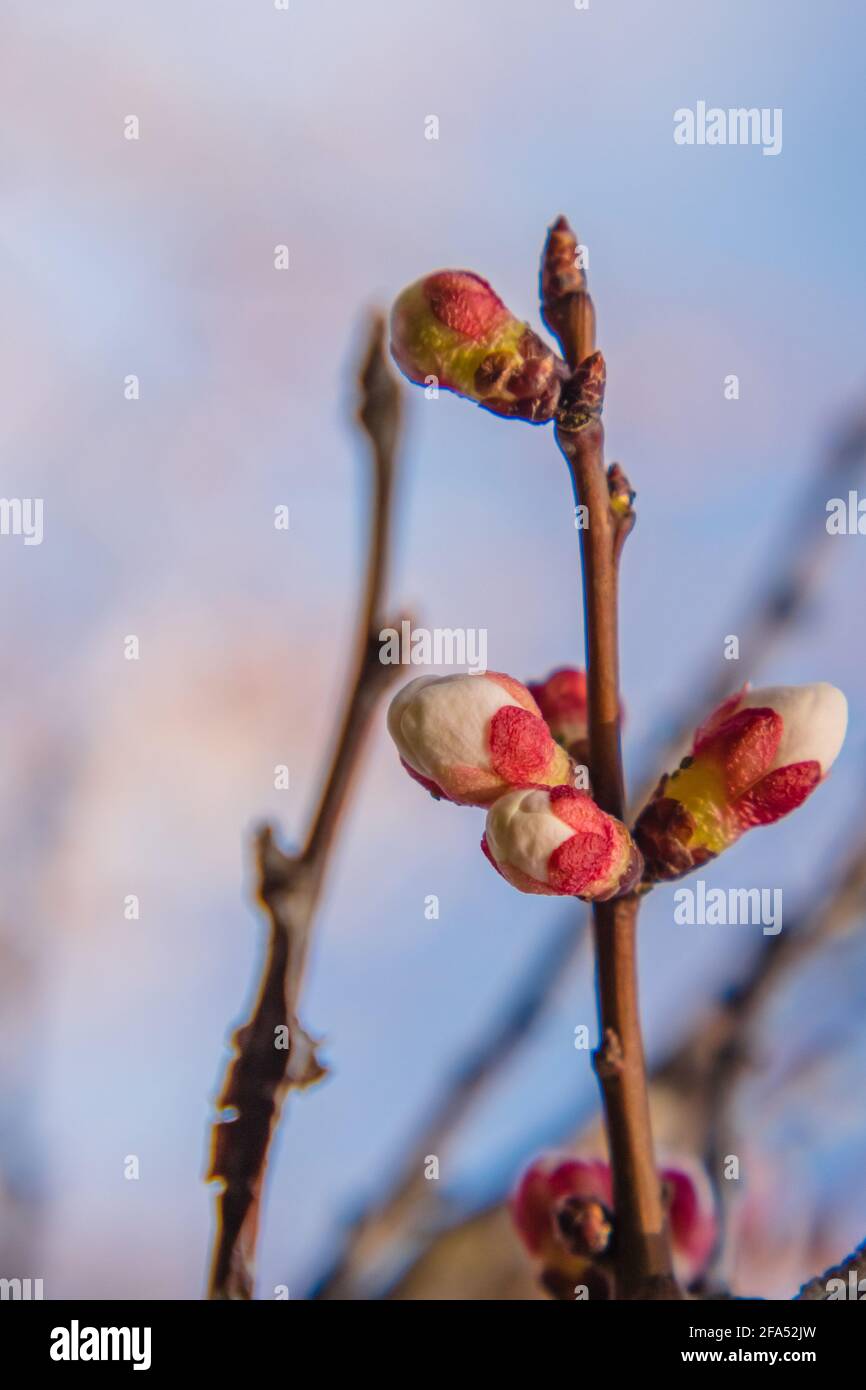 A sprig of a pear tree with pink and white buds that are about to open ...