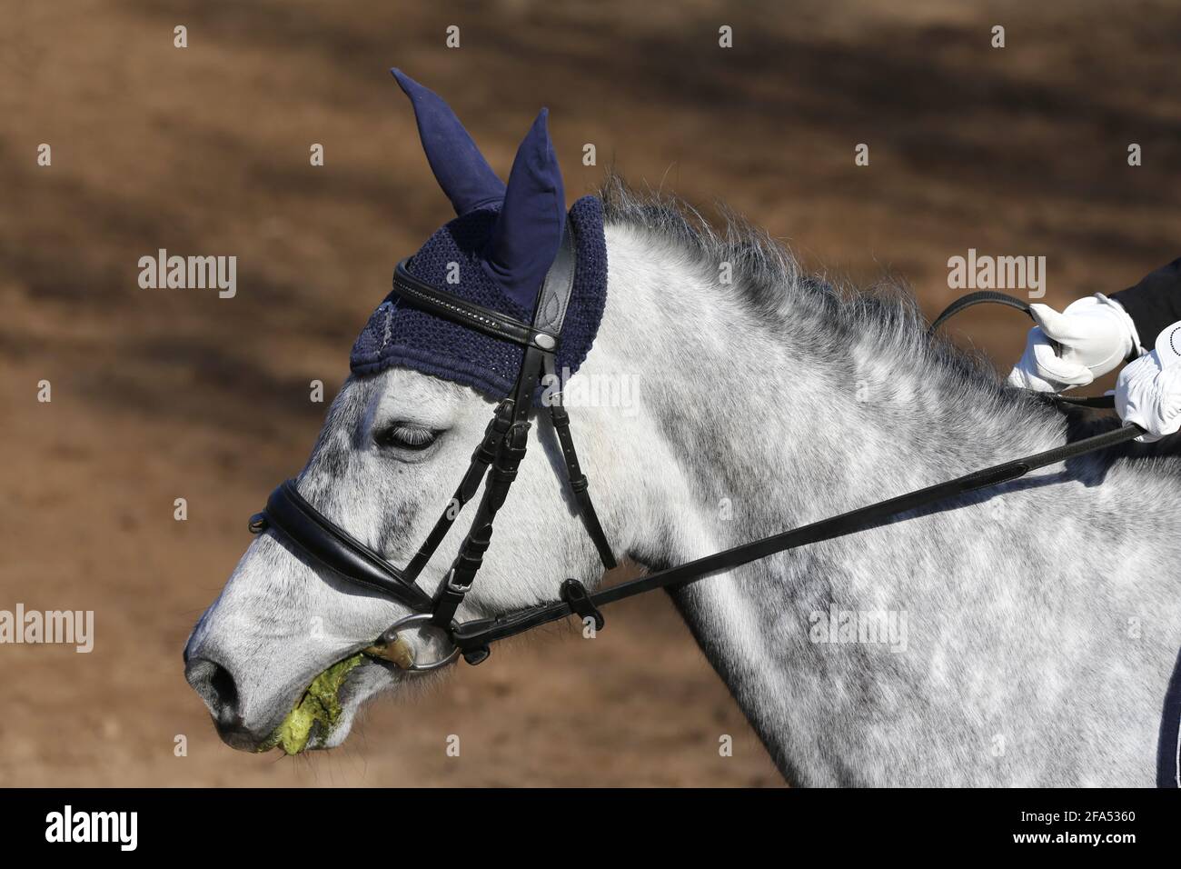 Horse riding banner for website or magazine illustration. Photo of ...