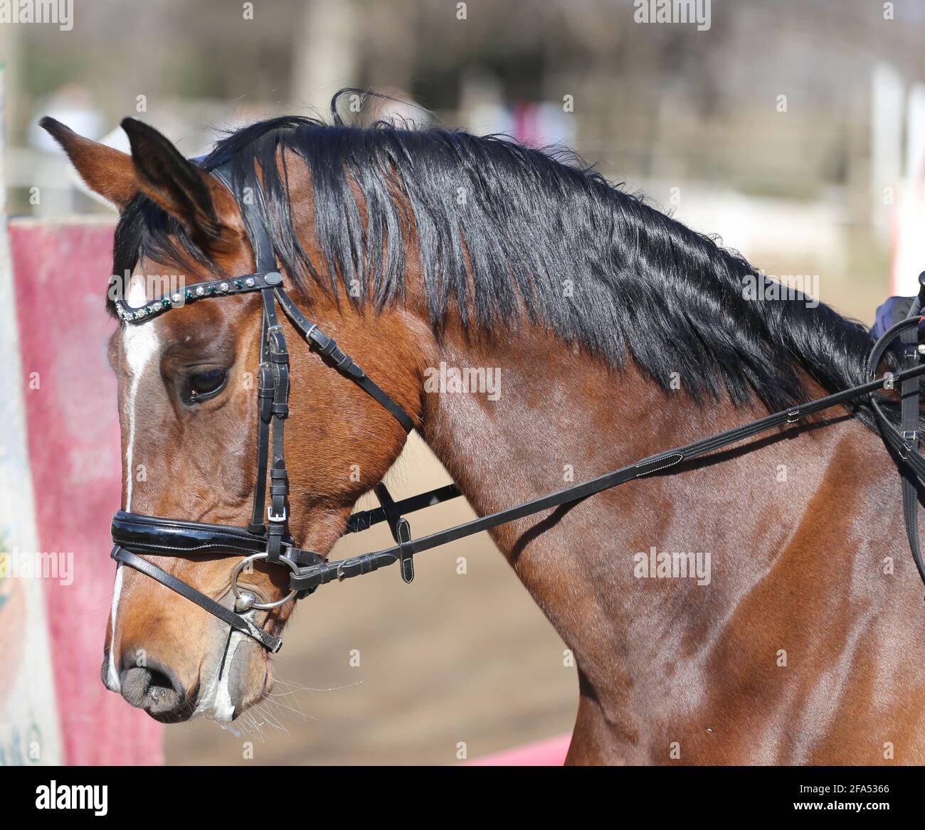 Horse riding banner for website or magazine illustration. Photo of ...