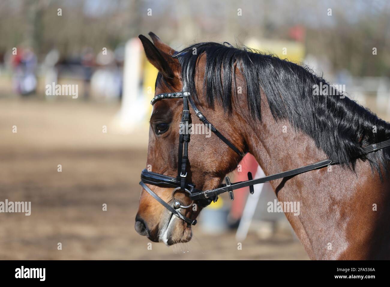 Horse riding banner for website or magazine illustration. Photo of ...