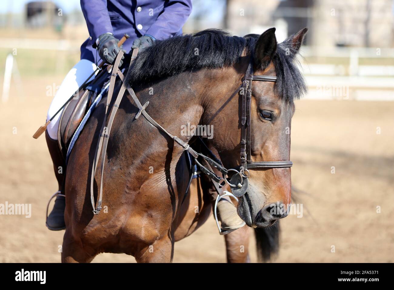 Horse riding banner for website or magazine illustration. Photo of ...