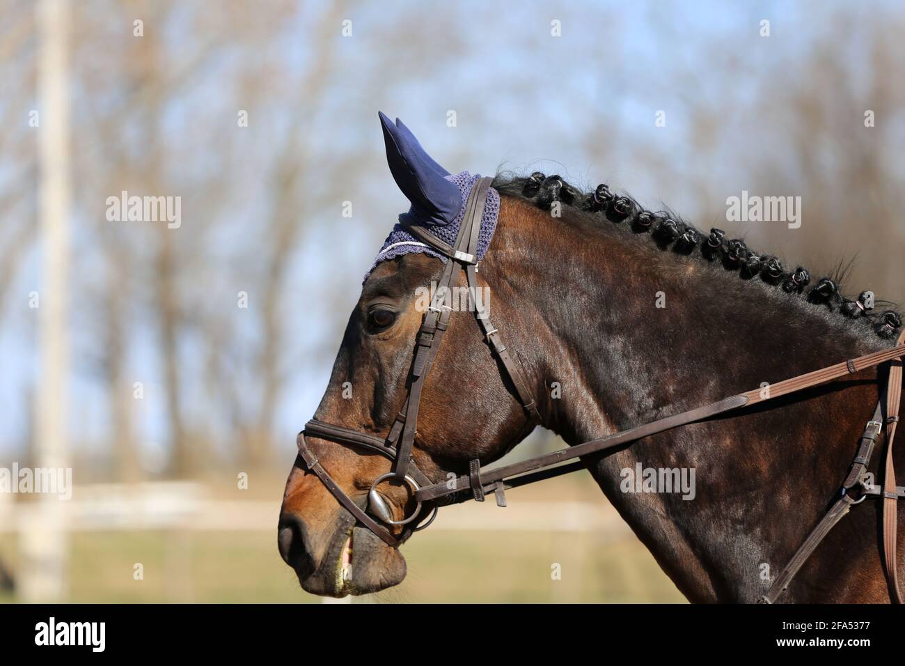 Horse riding banner for website or magazine illustration. Photo of ...