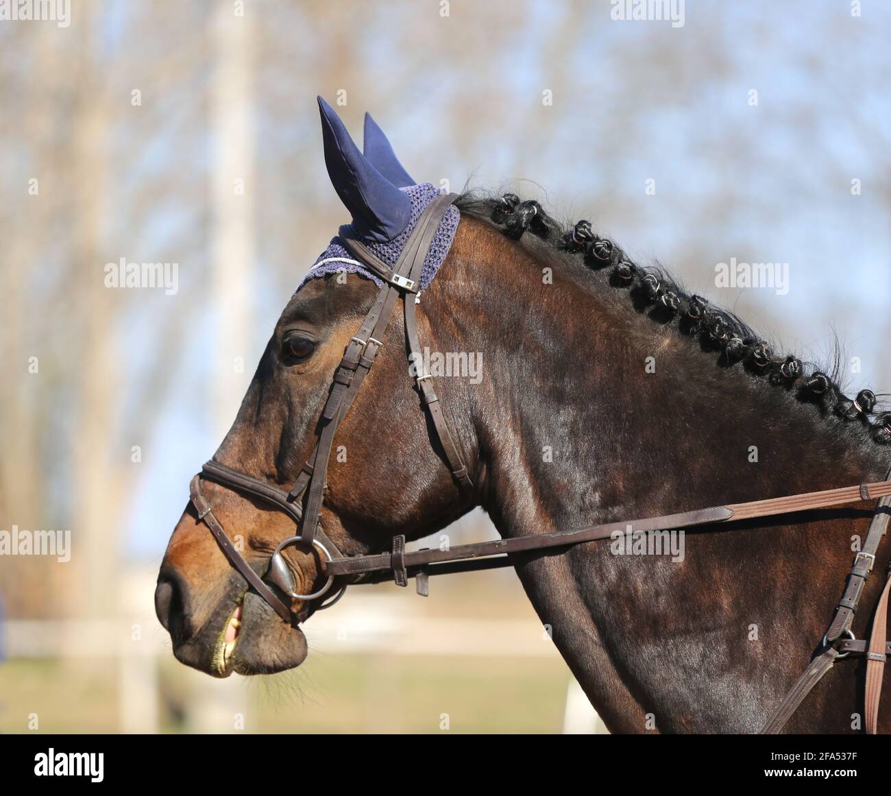 Horse riding banner for website or magazine illustration. Photo of ...