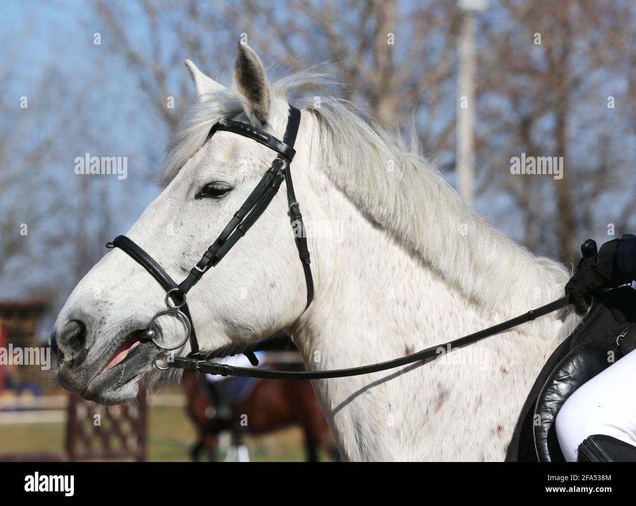 Horse riding banner for website or magazine illustration. Photo of ...