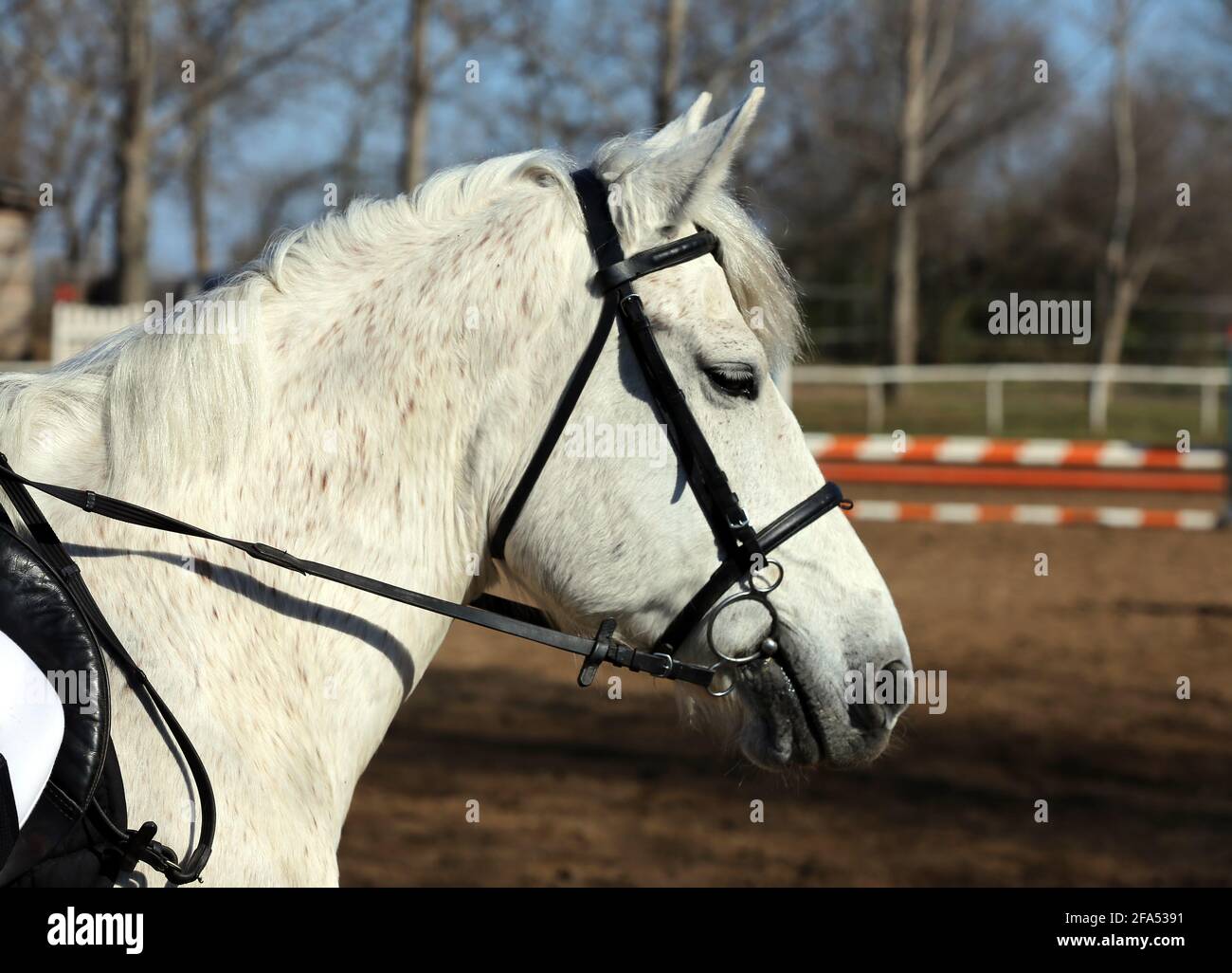 Horse riding banner for website or magazine illustration. Photo of ...