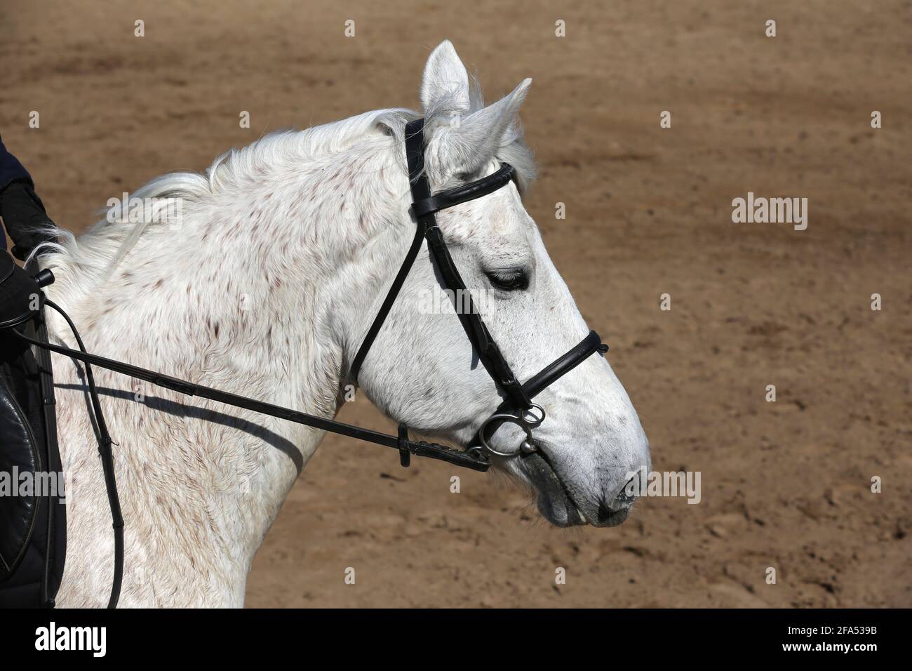 Horse riding banner for website or magazine illustration. Photo of ...