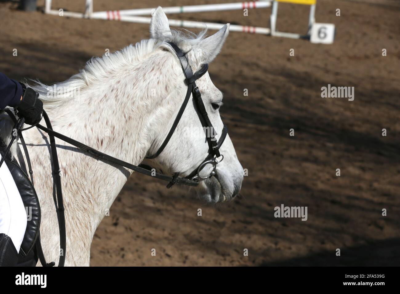 Horse riding banner for website or magazine illustration. Photo of ...