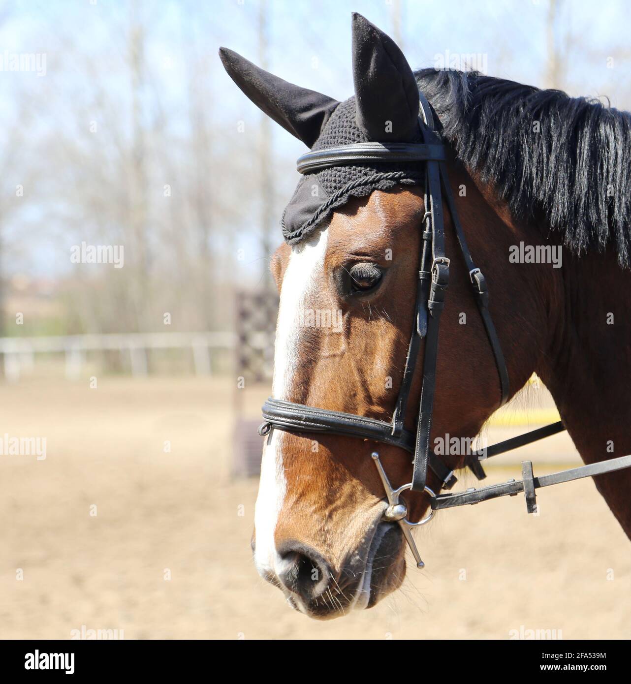 Horse riding banner for website or magazine illustration. Photo of ...