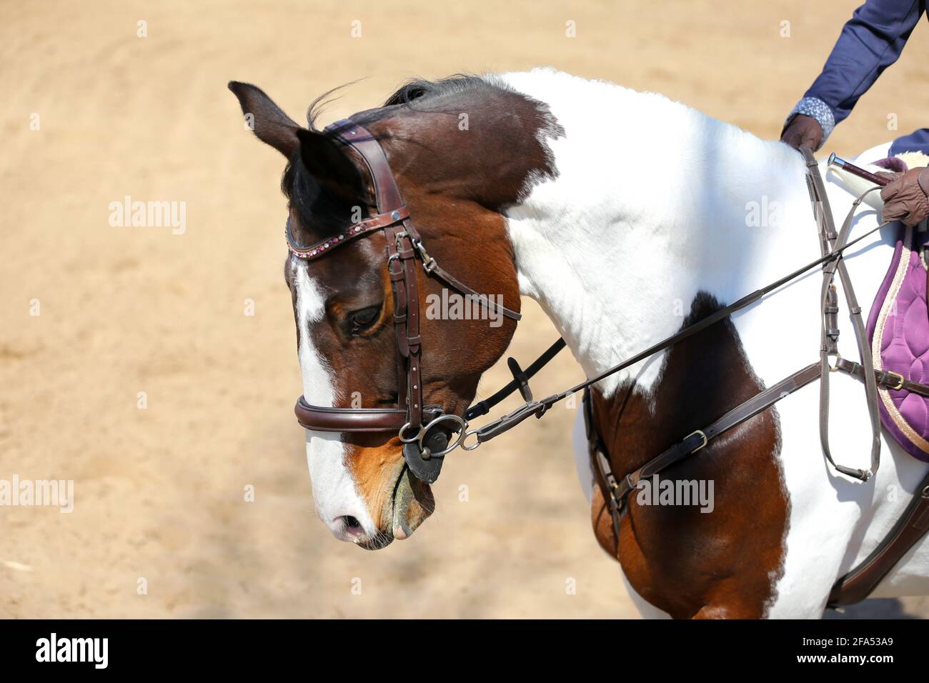 Horse riding banner for website or magazine illustration. Photo of ...