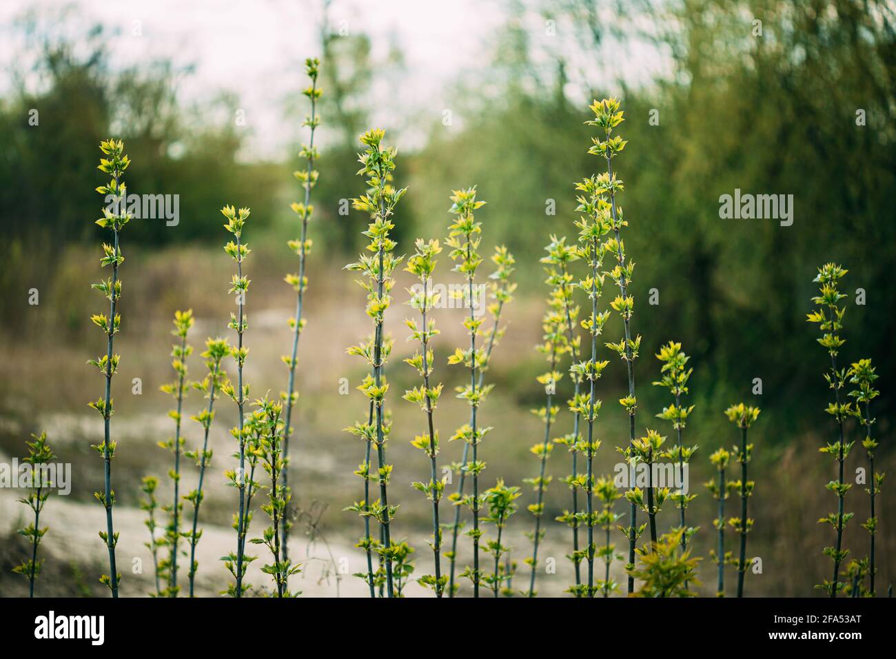 Young Spring Green Leaf Leaves Growing In Branches Of Forest Bush Plant ...