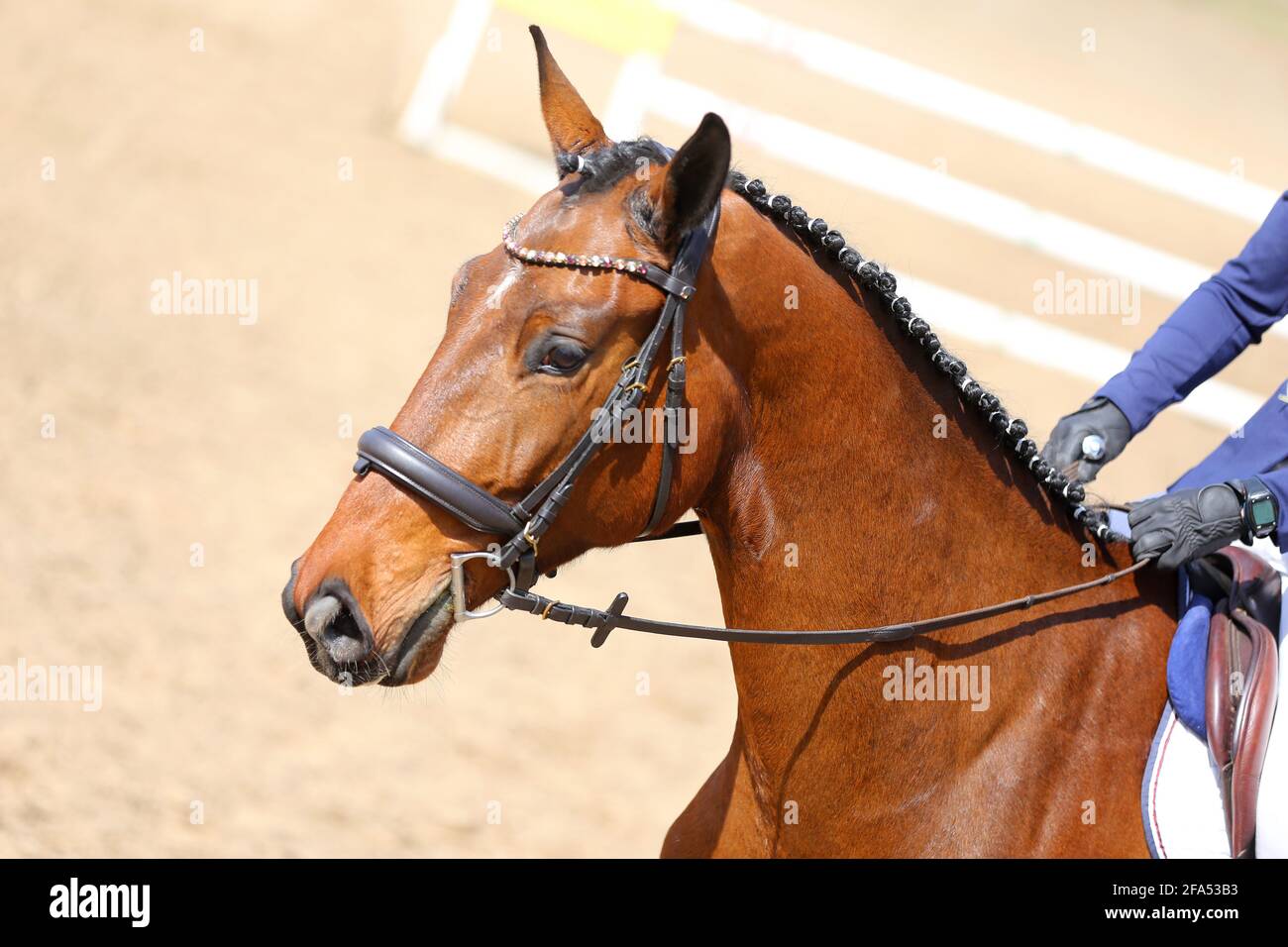 Horse riding banner for website or magazine illustration. Photo of ...