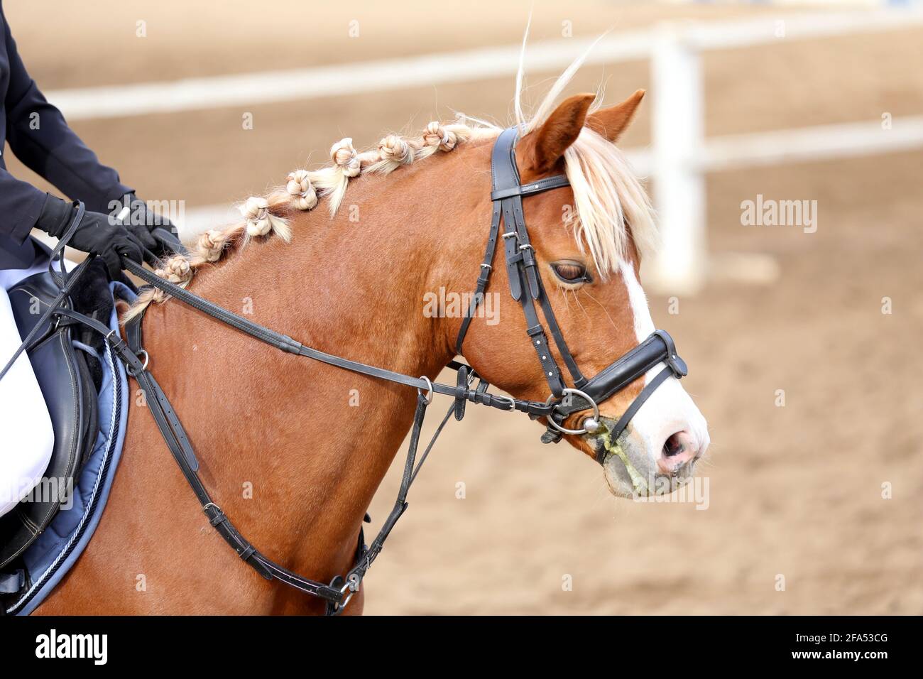 Photo of equestrian competition as a show jumping background.Head shot ...