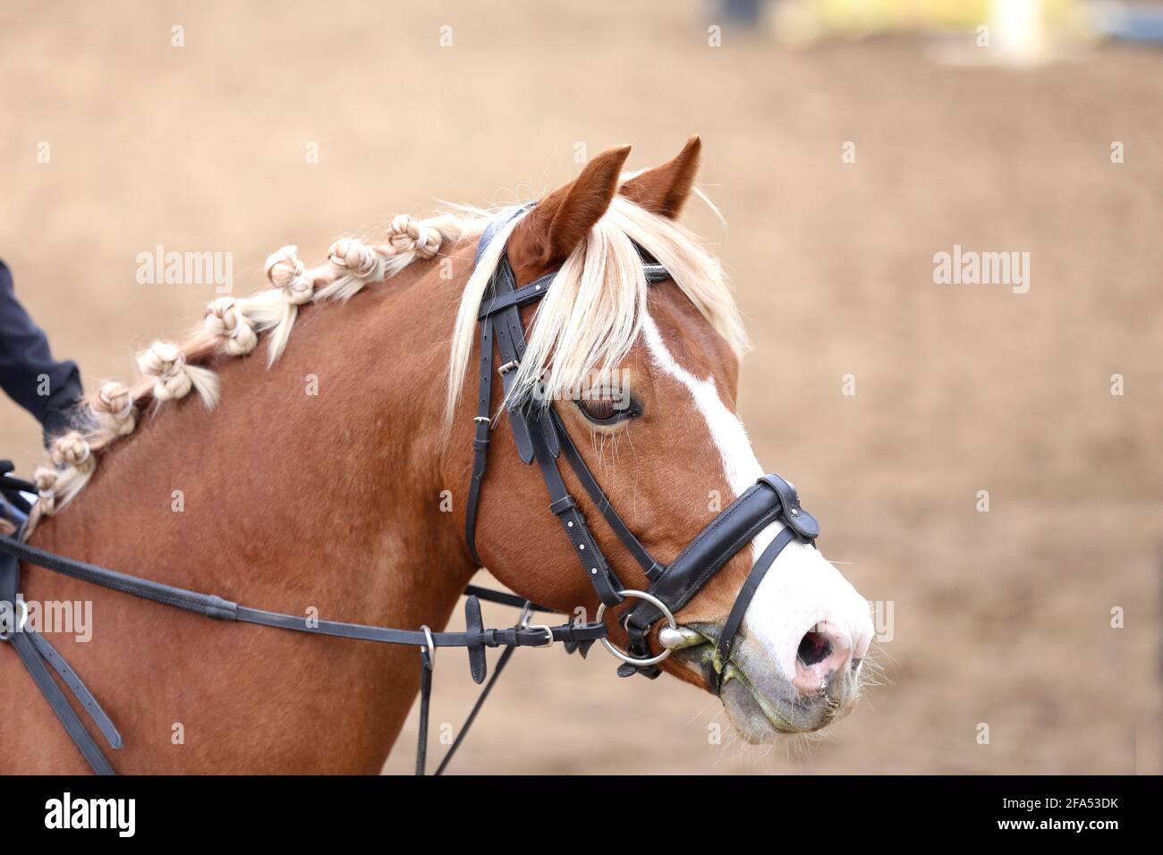 Photo of equestrian competition as a show jumping background.Head shot ...