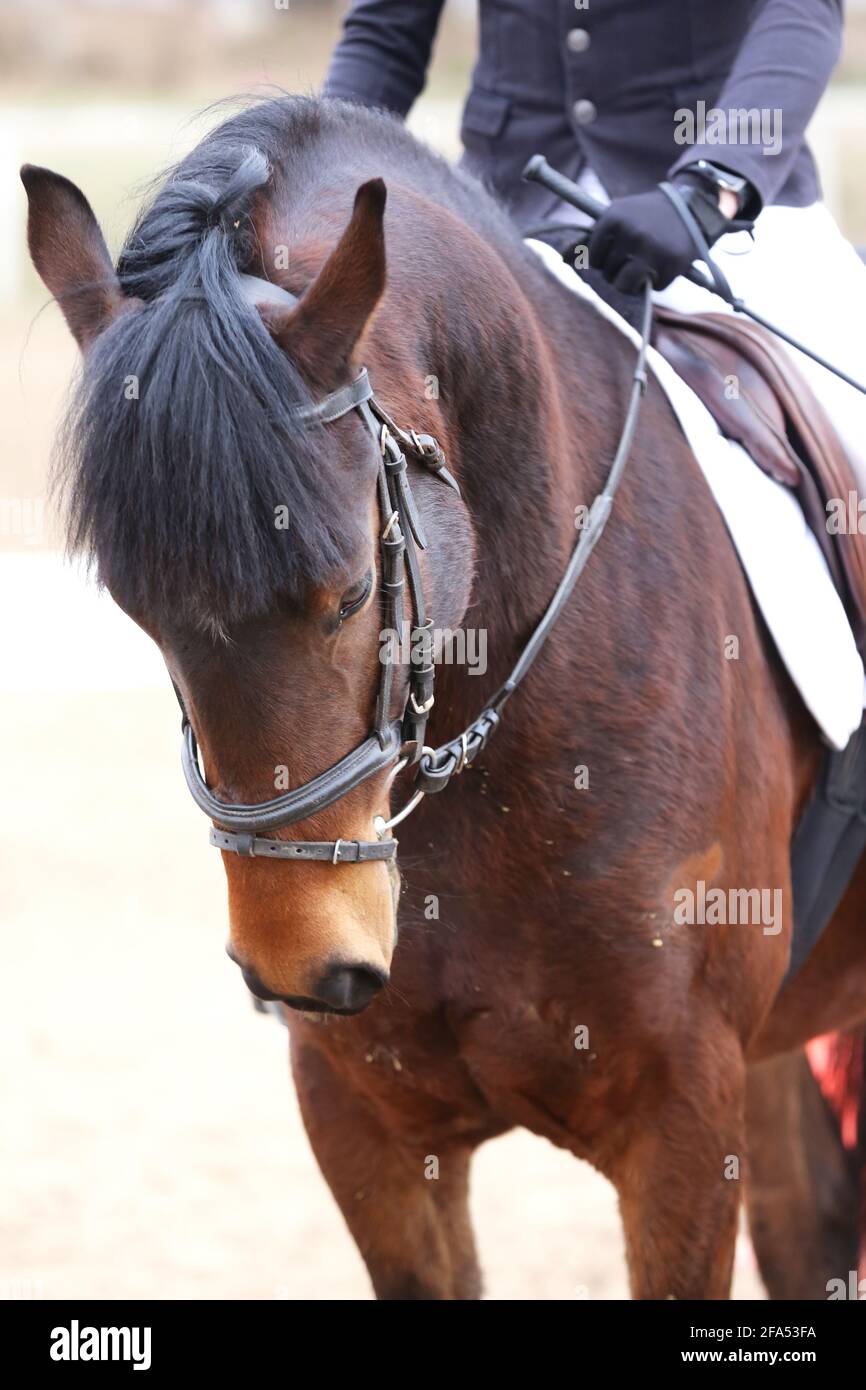 Photo of equestrian competition as a show jumping background.Head shot ...