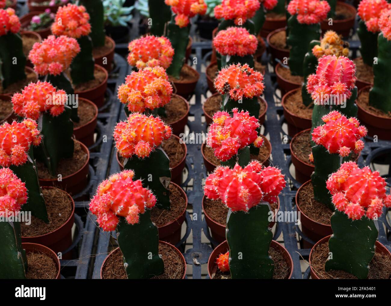 Moon cactus gymnocalycium mihanovichii hi-res stock photography and ...