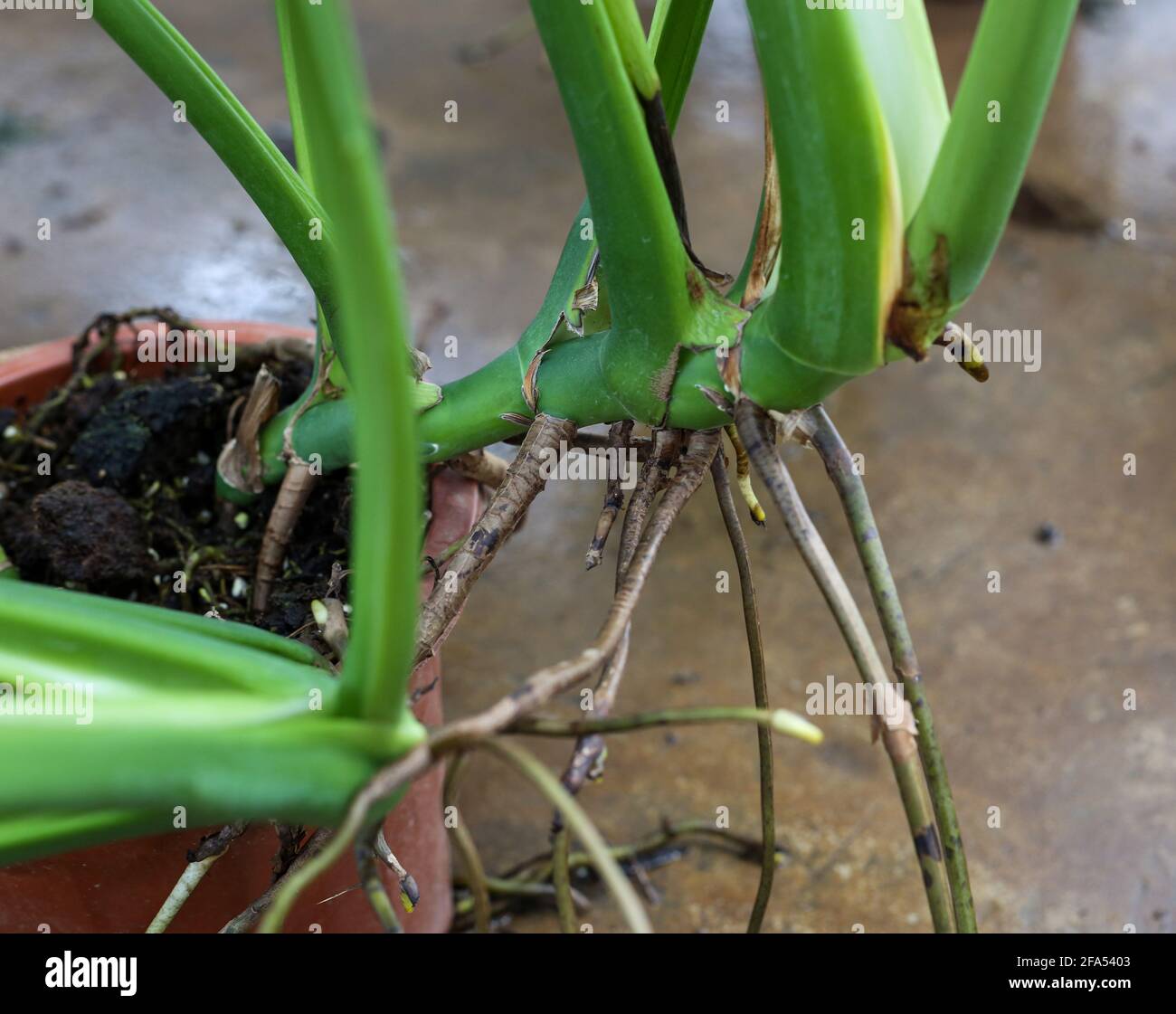 Close up of a Monstera deliciosa stem Stock Photo - Alamy