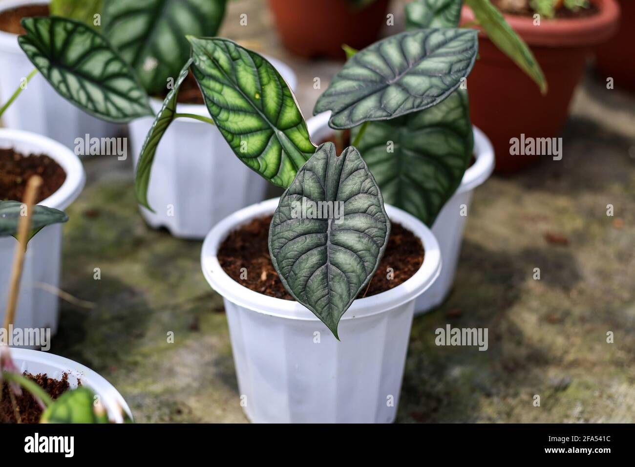 Beautiful image of an Alocasia plant Stock Photo - Alamy
