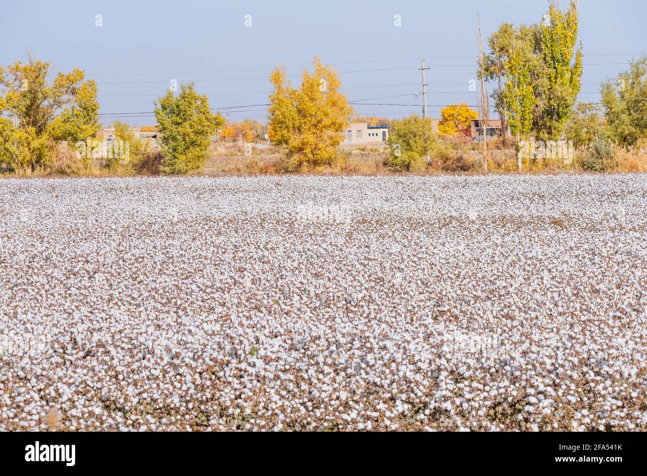 Xinjiang cotton hi-res stock photography and images - Alamy