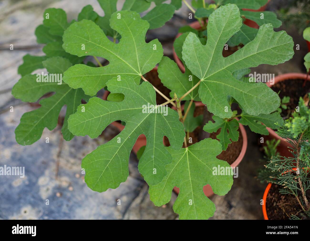 Ficus Carica leaves also known as the common fig Stock Photo - Alamy