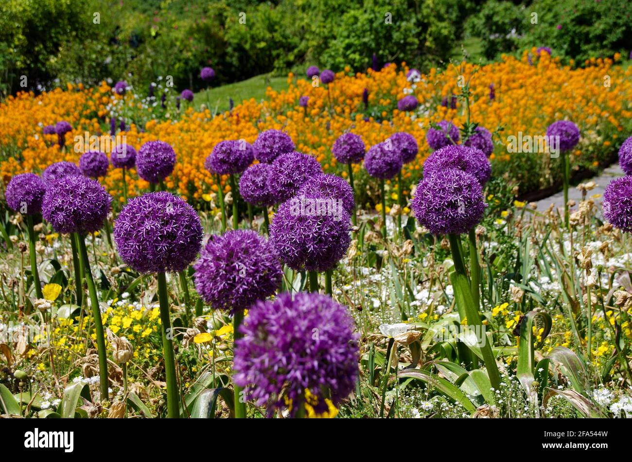 Giant violet flowers Stock Photo - Alamy