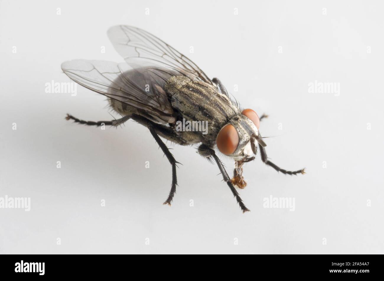 Close shot musca domestica hi-res stock photography and images - Alamy