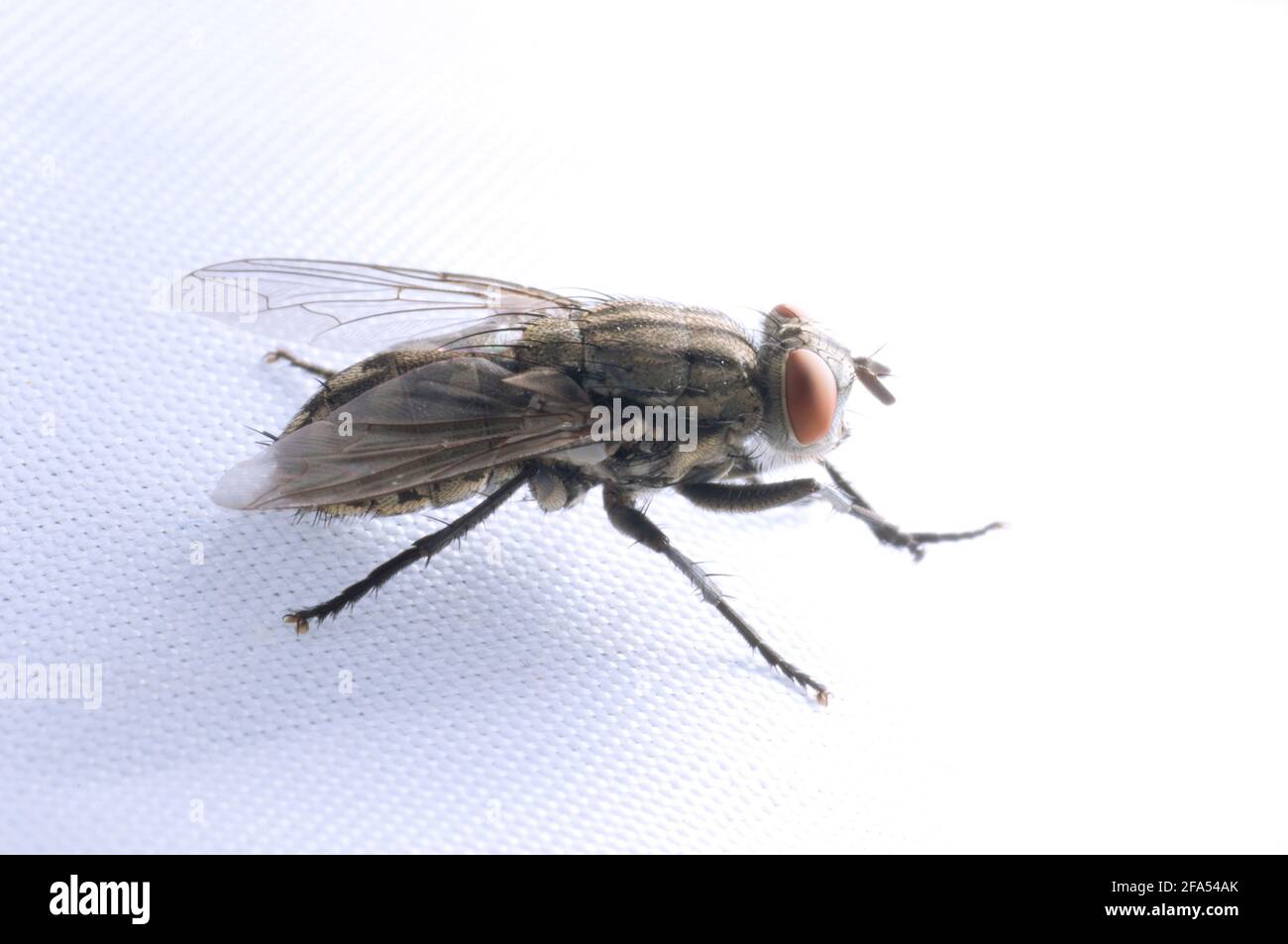 Close shot musca domestica hi-res stock photography and images - Alamy
