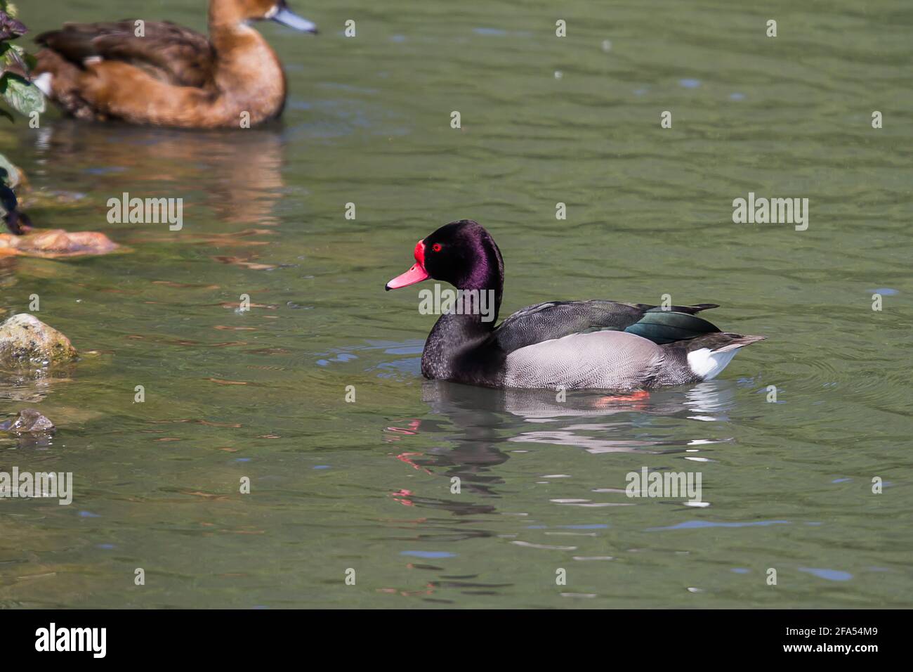 Red face duck hi-res stock photography and images - Alamy