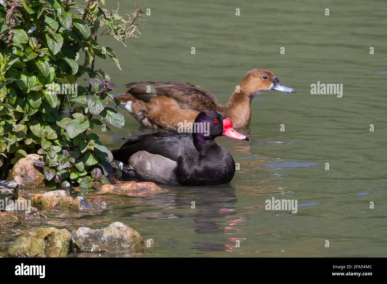 Red face duck hi-res stock photography and images - Alamy
