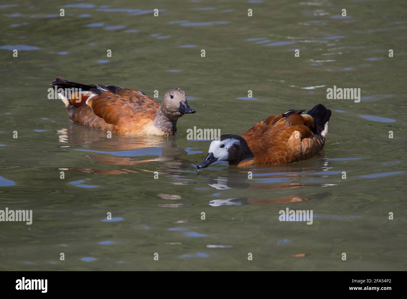 A pair of White faced whistling ducks Stock Photo - Alamy