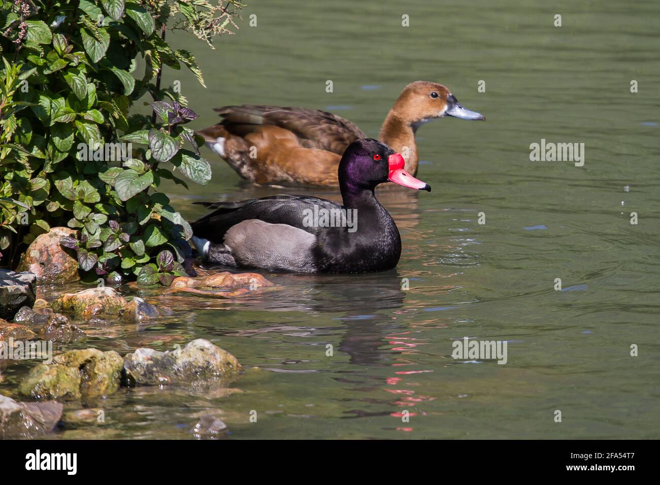 Male and Female Red billed duck Stock Photo - Alamy