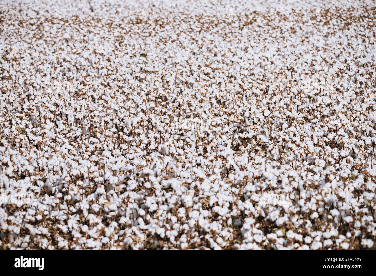 The cotton field in Xinjiang Stock Photo - Alamy