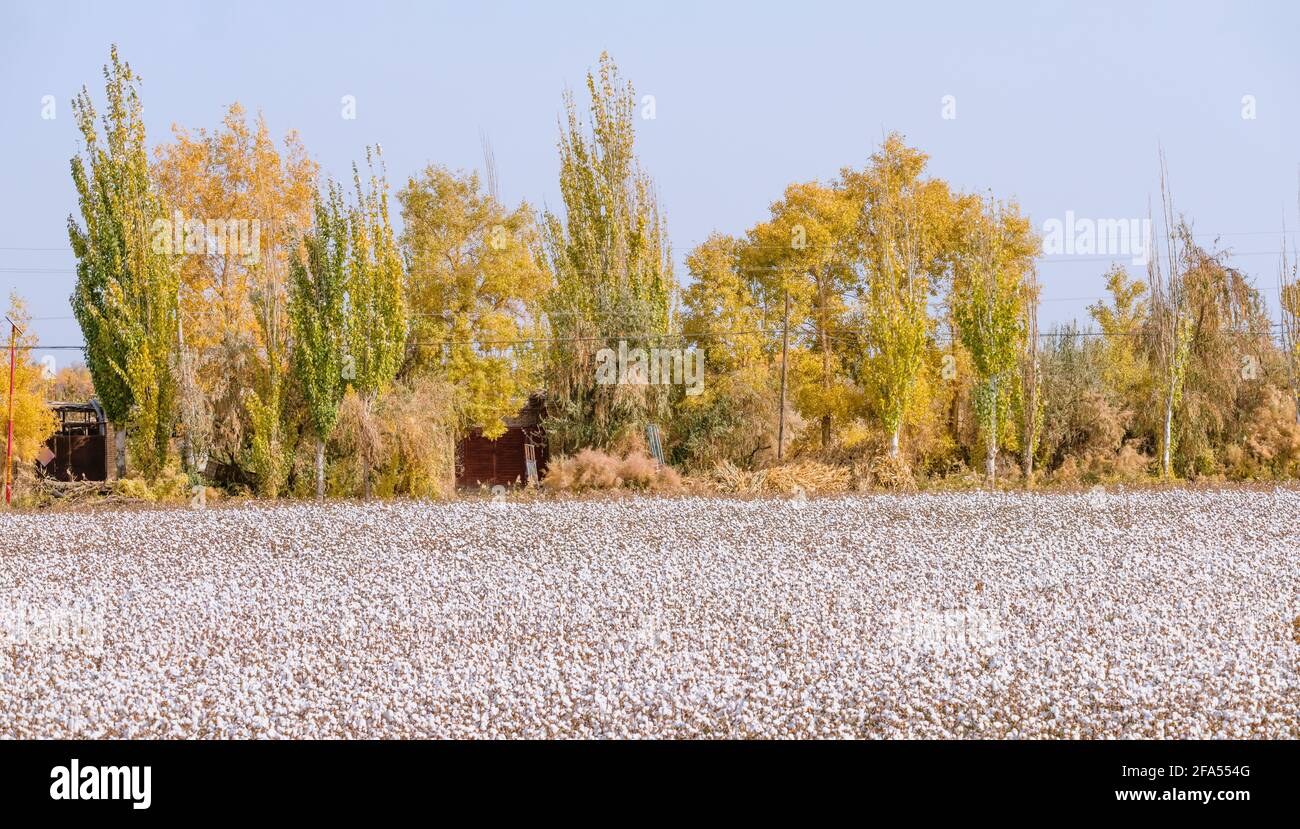 The cotton field in Xinjiang Stock Photo - Alamy