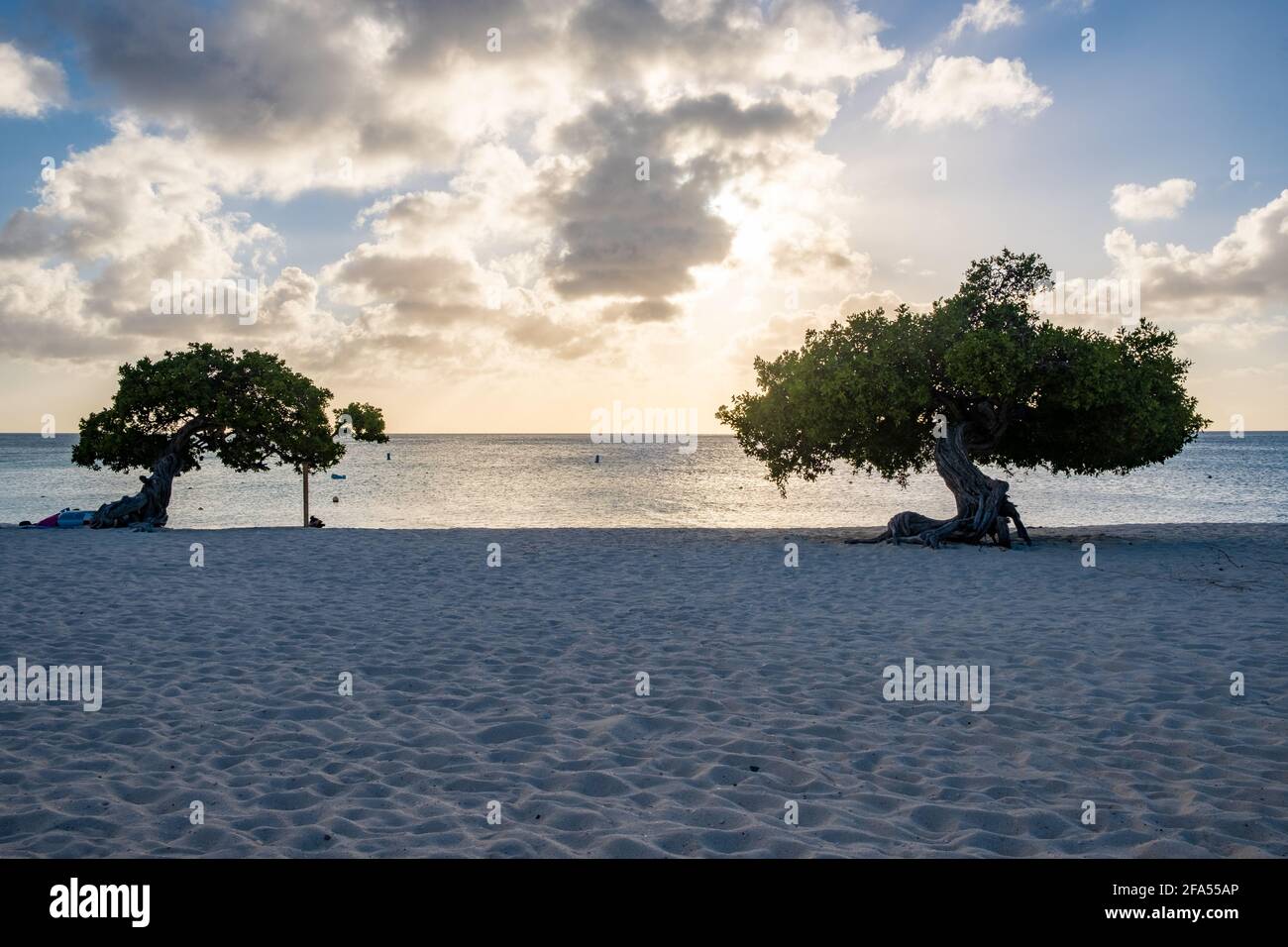 Sunset at Eagle Beach Aruba, Divi Dive Trees on the shoreline of Eagle ...