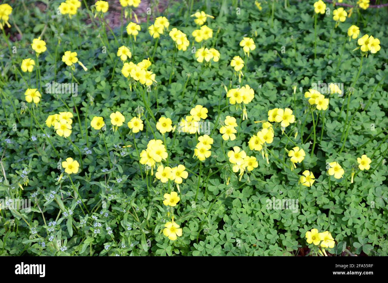 Oxalis pes-caprae, invasive species native to South Africa Stock Photo ...