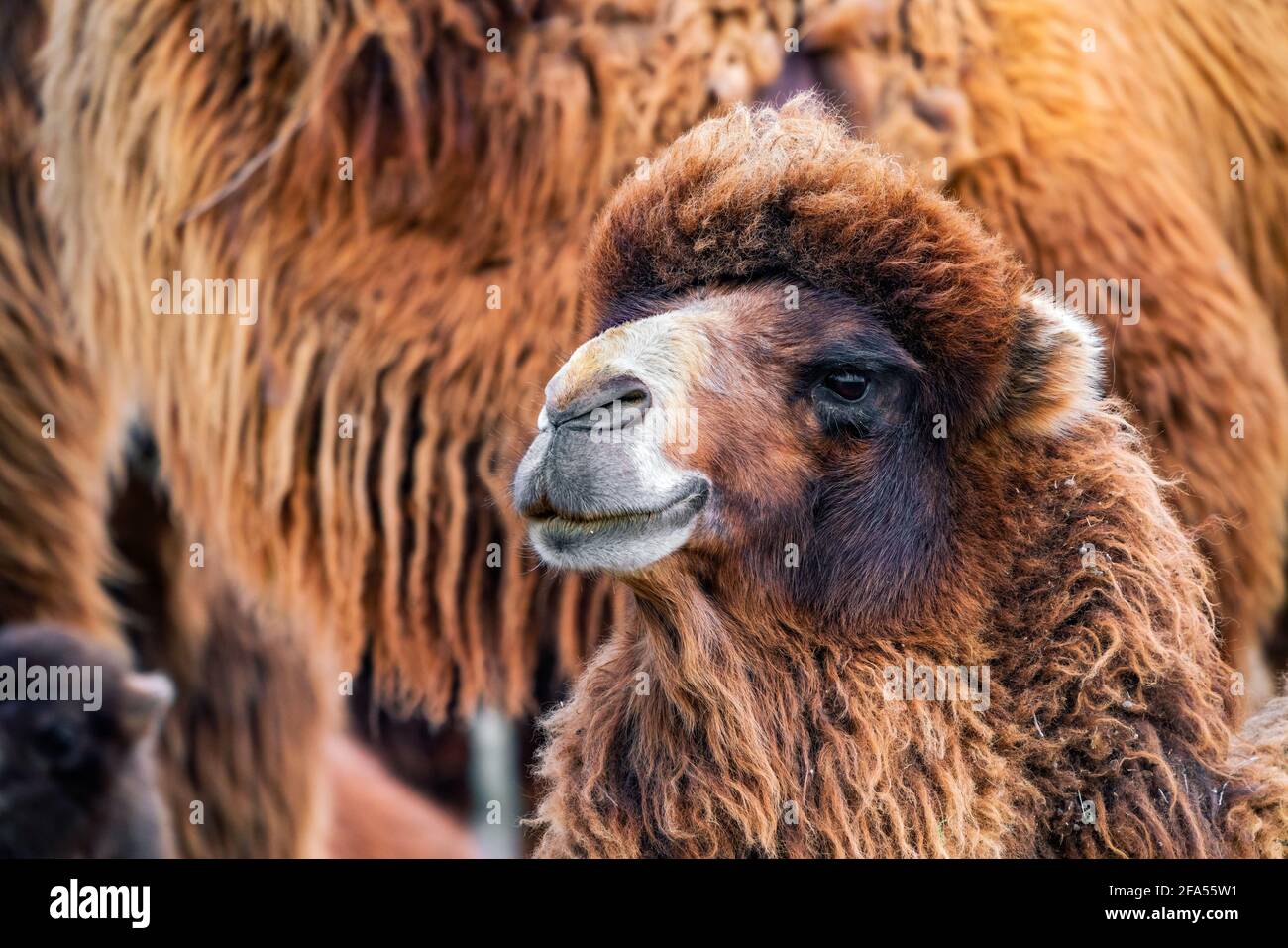 African camel is an ungulate within the genus Camelus Stock Photo - Alamy