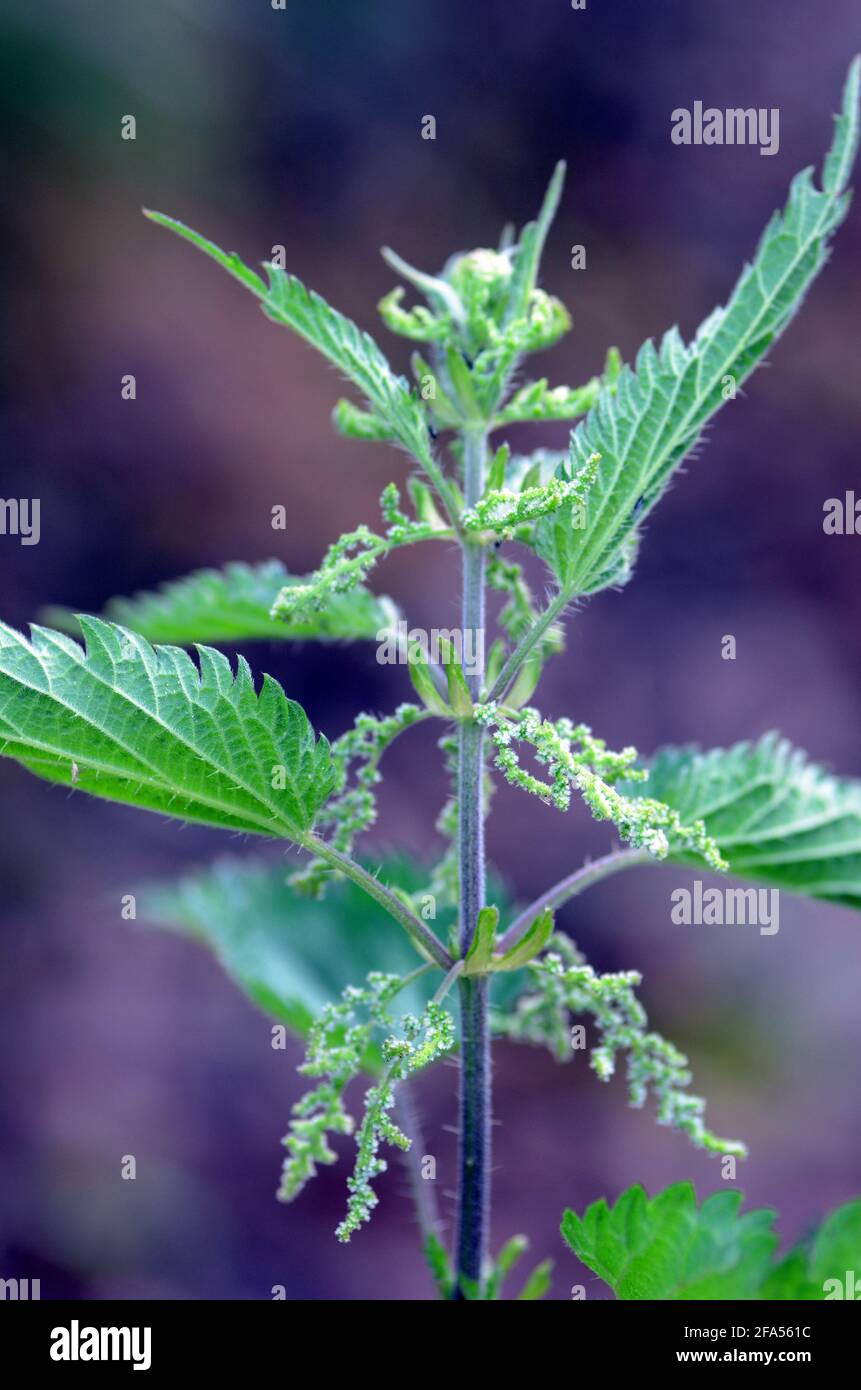 Pollen allergy: Flowering nettle (Urtica dioica Stock Photo - Alamy