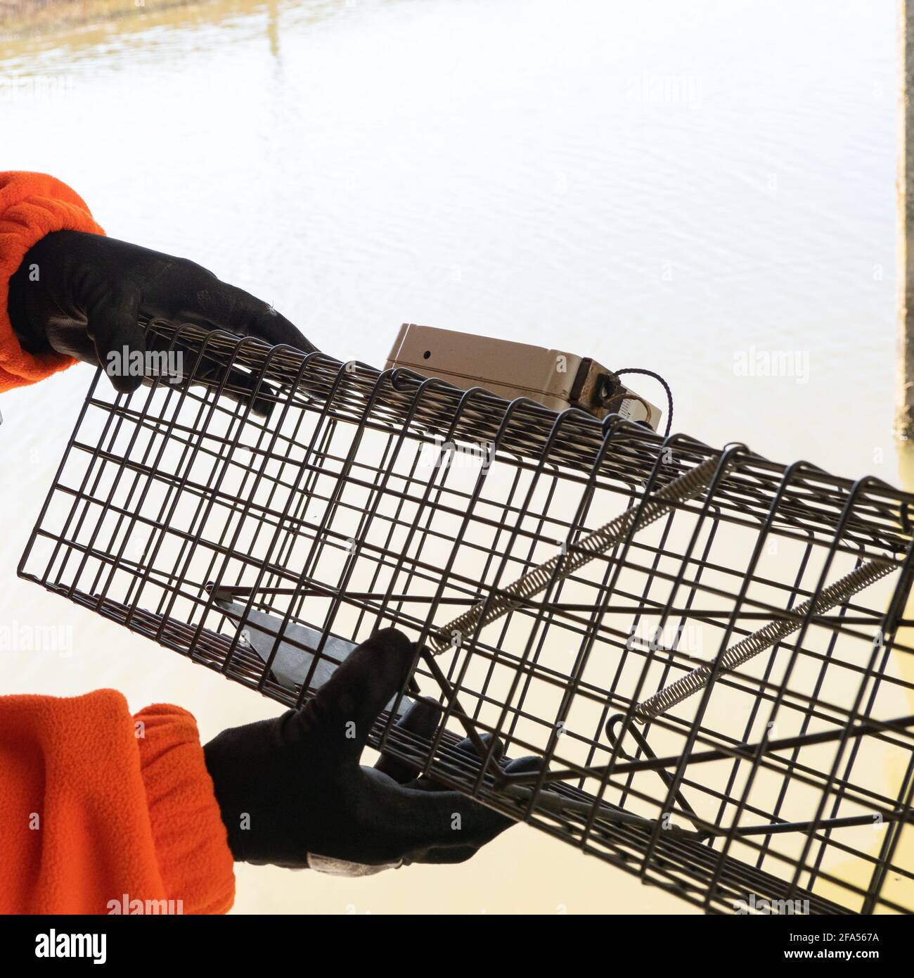 Floating smart mink trap and cage Stock Photo - Alamy