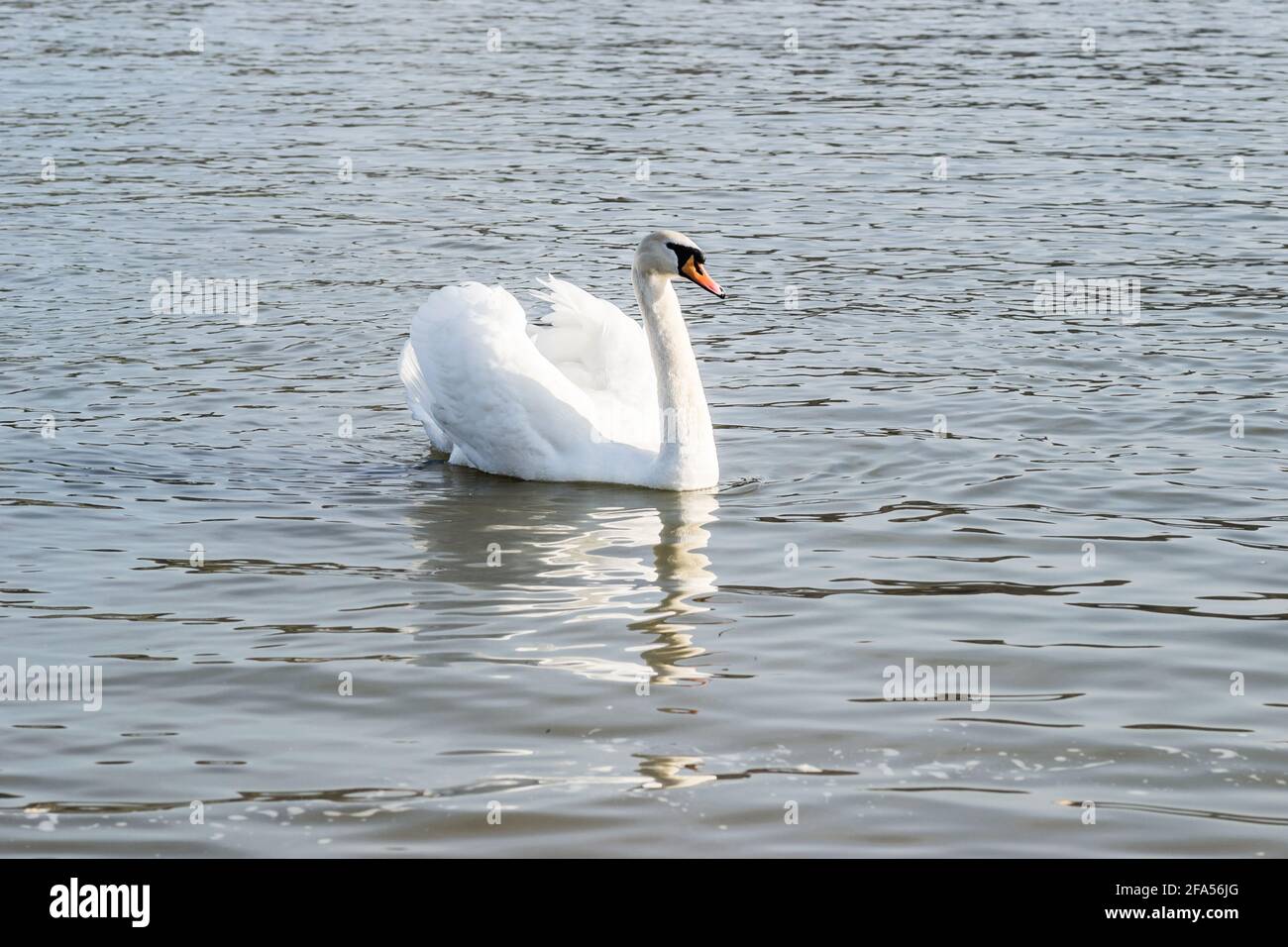 Areas inhabited by a large number of wild swans, as well as wild ...