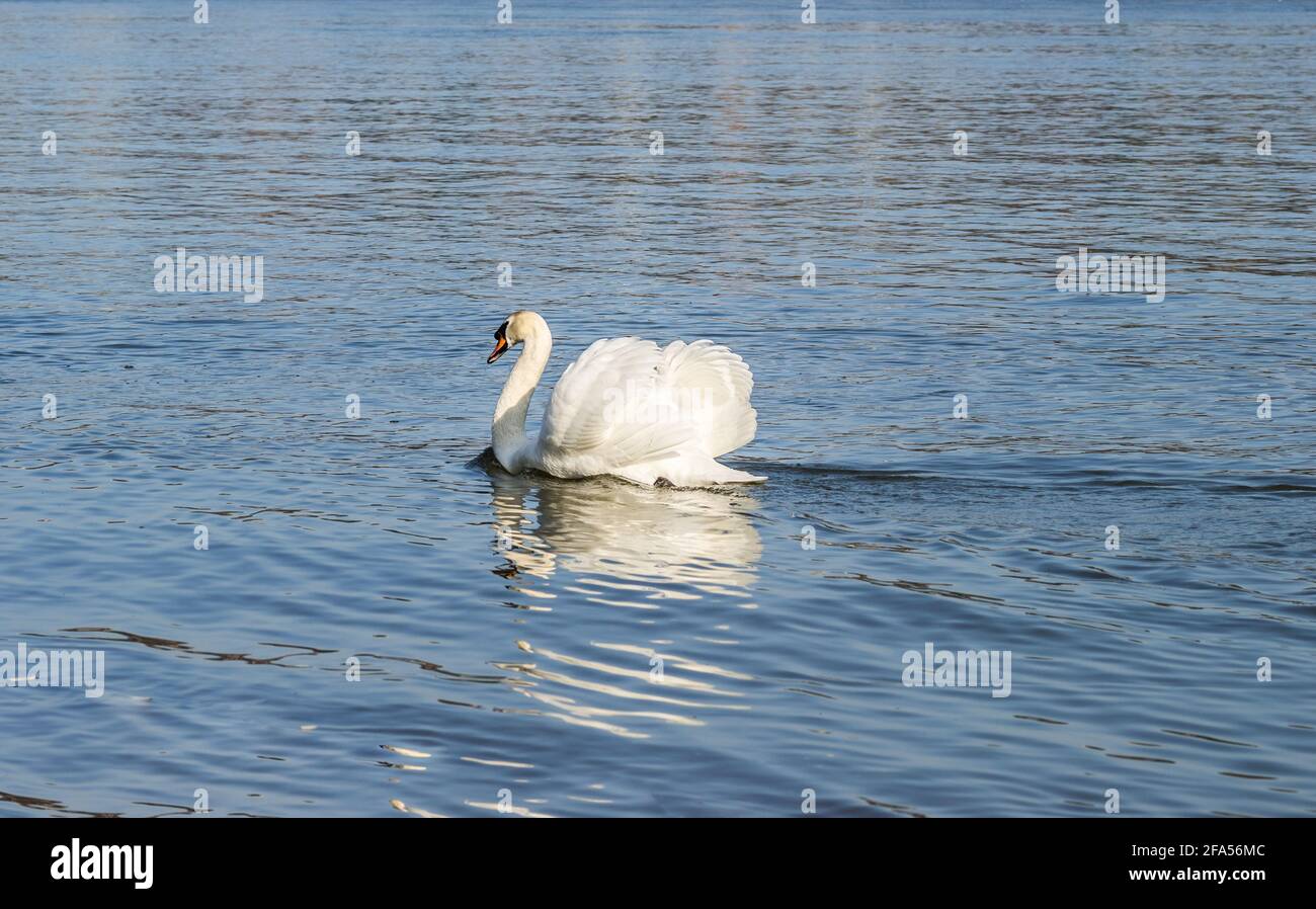 Areas inhabited by a large number of wild swans, as well as wild ...