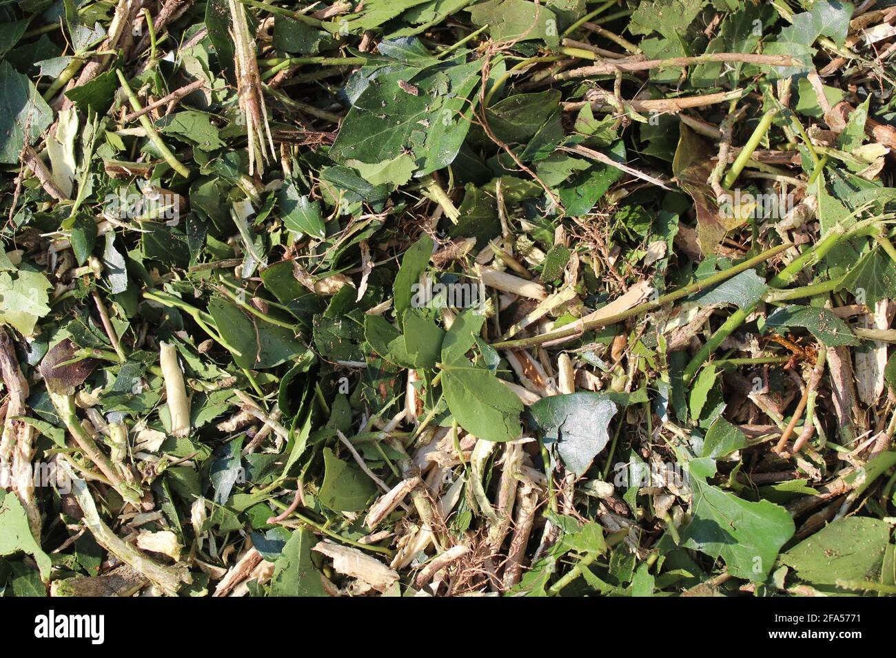 Ivy pieces hi-res stock photography and images - Alamy