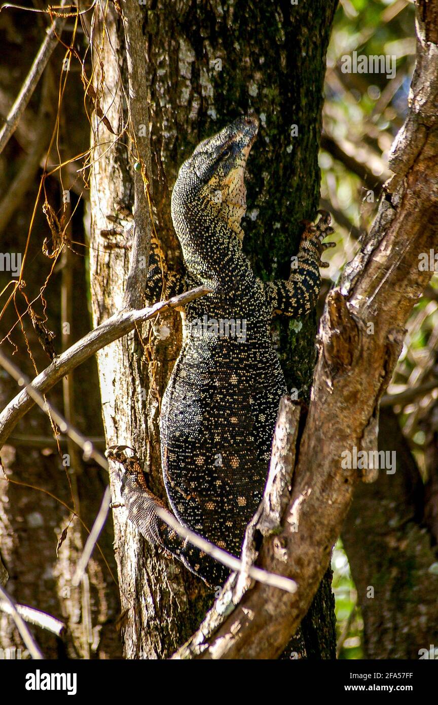 Close-up of Lace monitor, Tree monitor, Varanus varius. Large ...