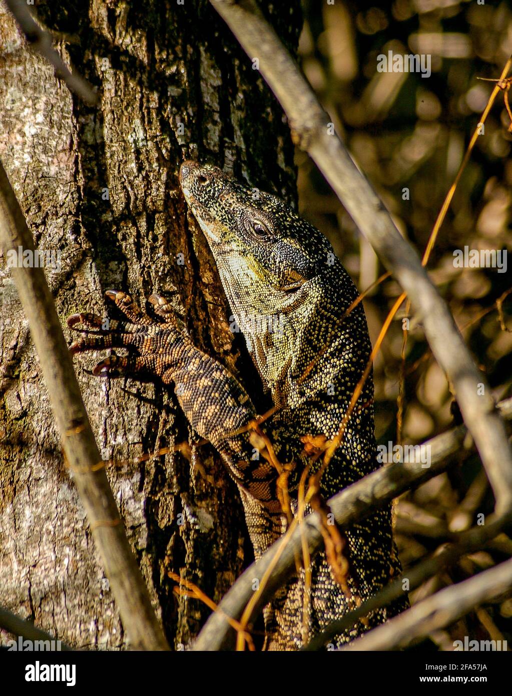 2m scales hi-res stock photography and images - Alamy