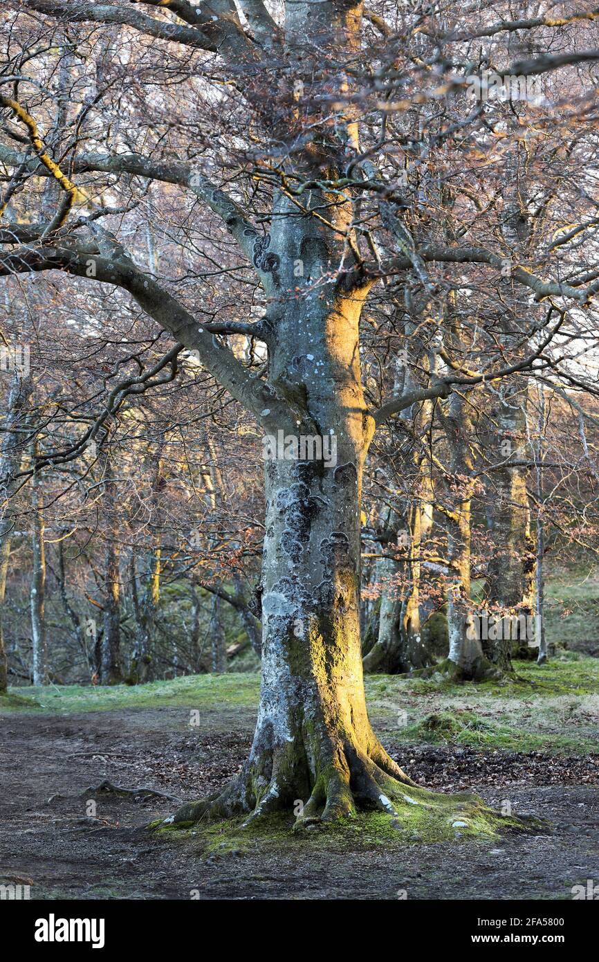 Old mature tree hi-res stock photography and images - Alamy
