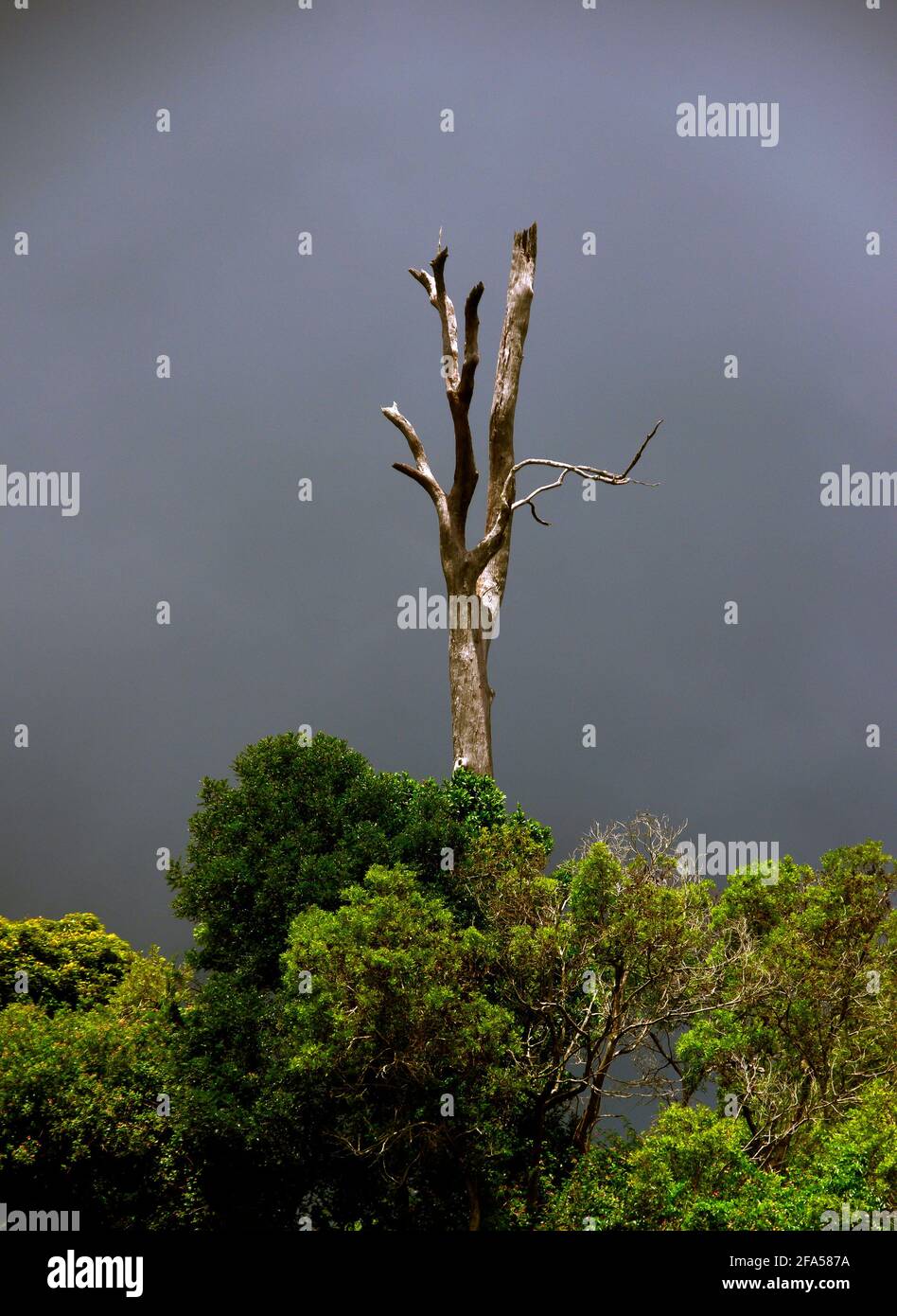 Dead gum tree hi-res stock photography and images - Alamy
