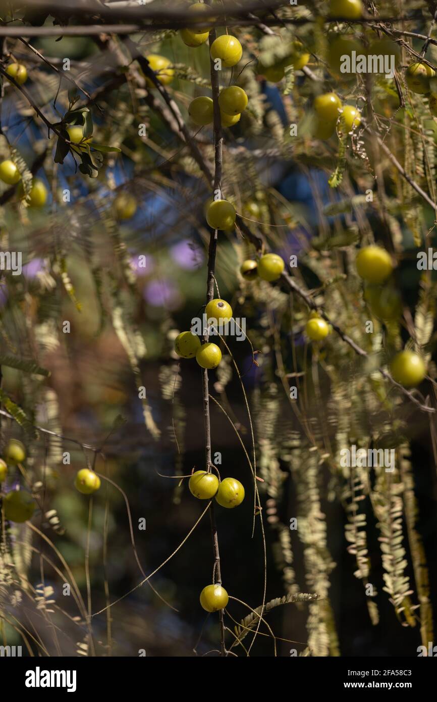 Gooseberry tree hi-res stock photography and images - Alamy