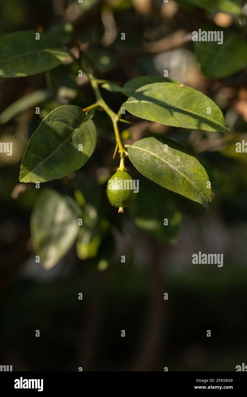 A single green Lemons hanging from the branch of a lemon tree Stock ...