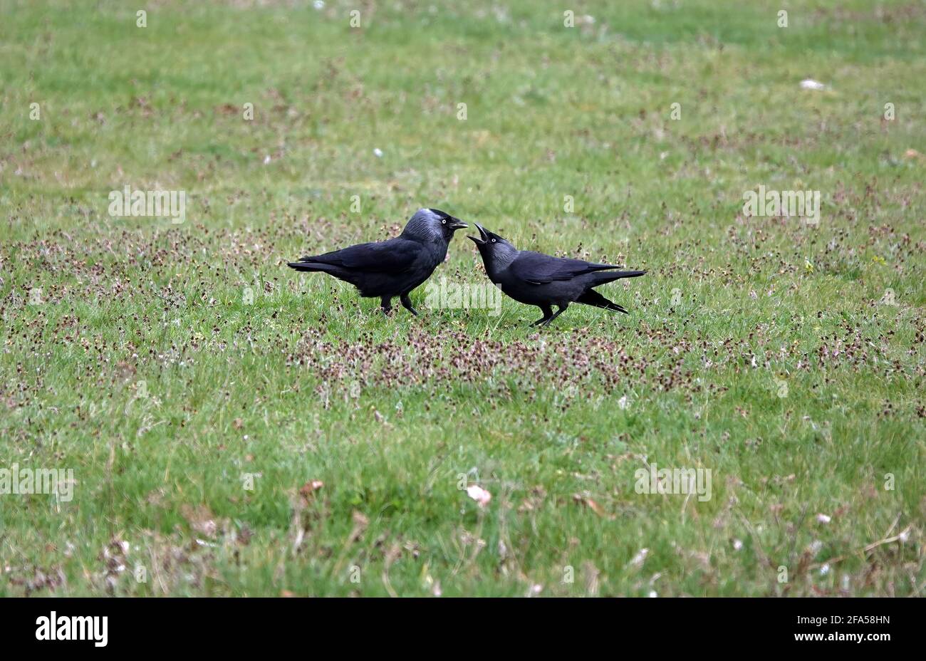 Baby jackdaw hi-res stock photography and images - Alamy